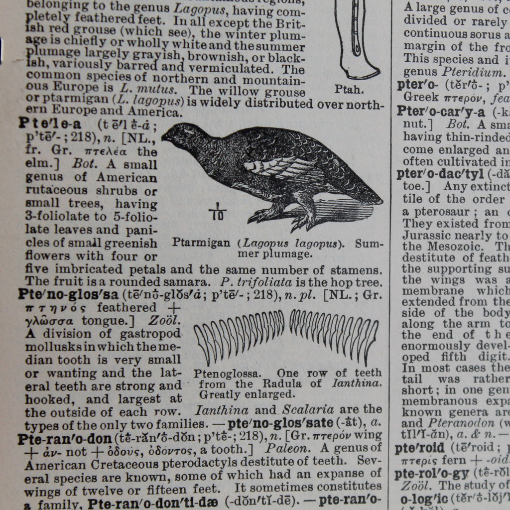 Antique 1920 Encyclopedia "Pterodactyl" page in borderless picture fra ...